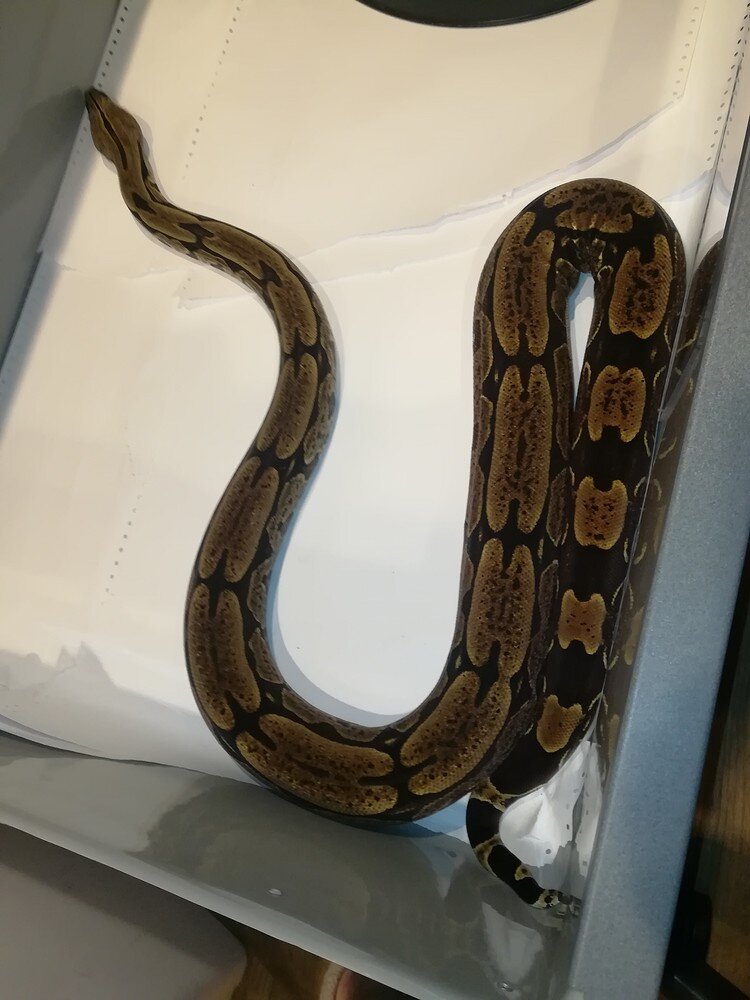 BCA mega peak - Boa Constrictors - MorphMarket Reptile Community