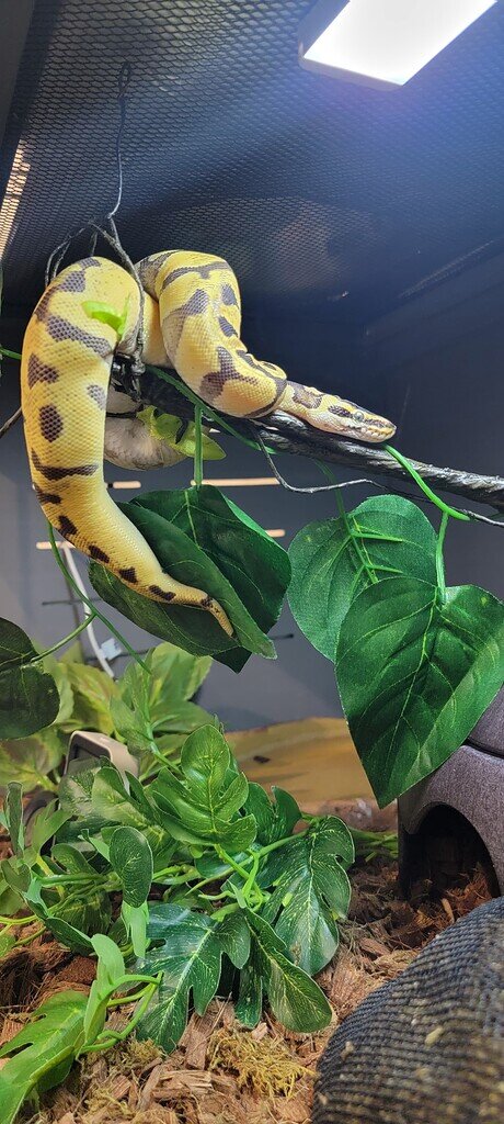 Help confirming morph - Ball Pythons - MorphMarket Reptile Community