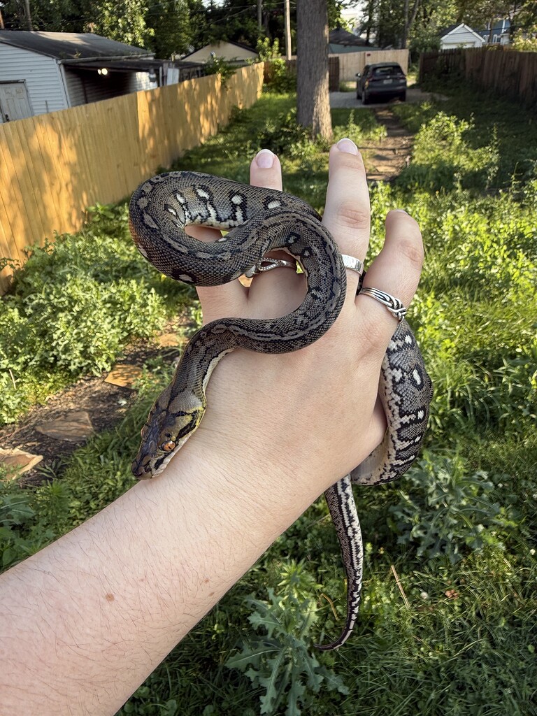 My first (and only) reticulated python! - Reticulated Pythons ...