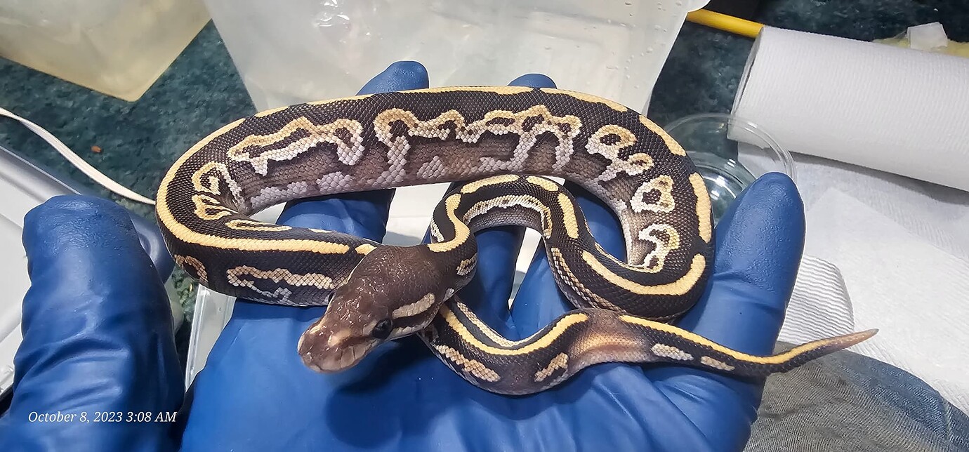 Shocked to have hatched truly purple snakes! - Ball Pythons ...