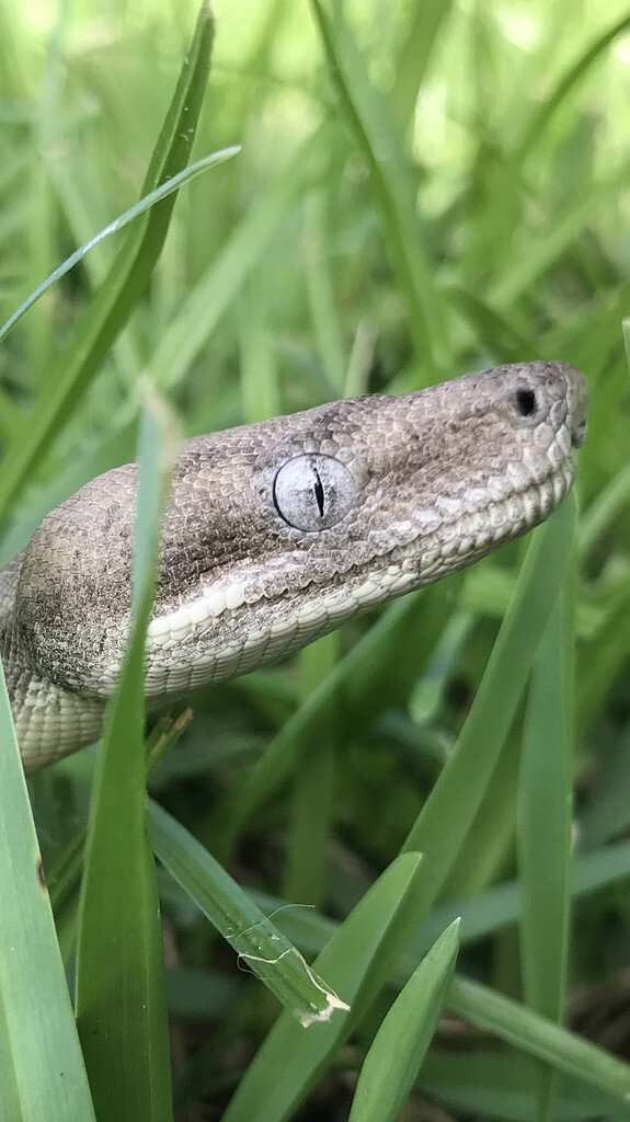 What is your most expensive (rare) boa? 💸 - Boa Constrictors ...