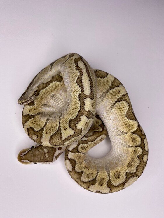 Bamboo Morph Identification Help - Ball Pythons - MorphMarket Reptile ...