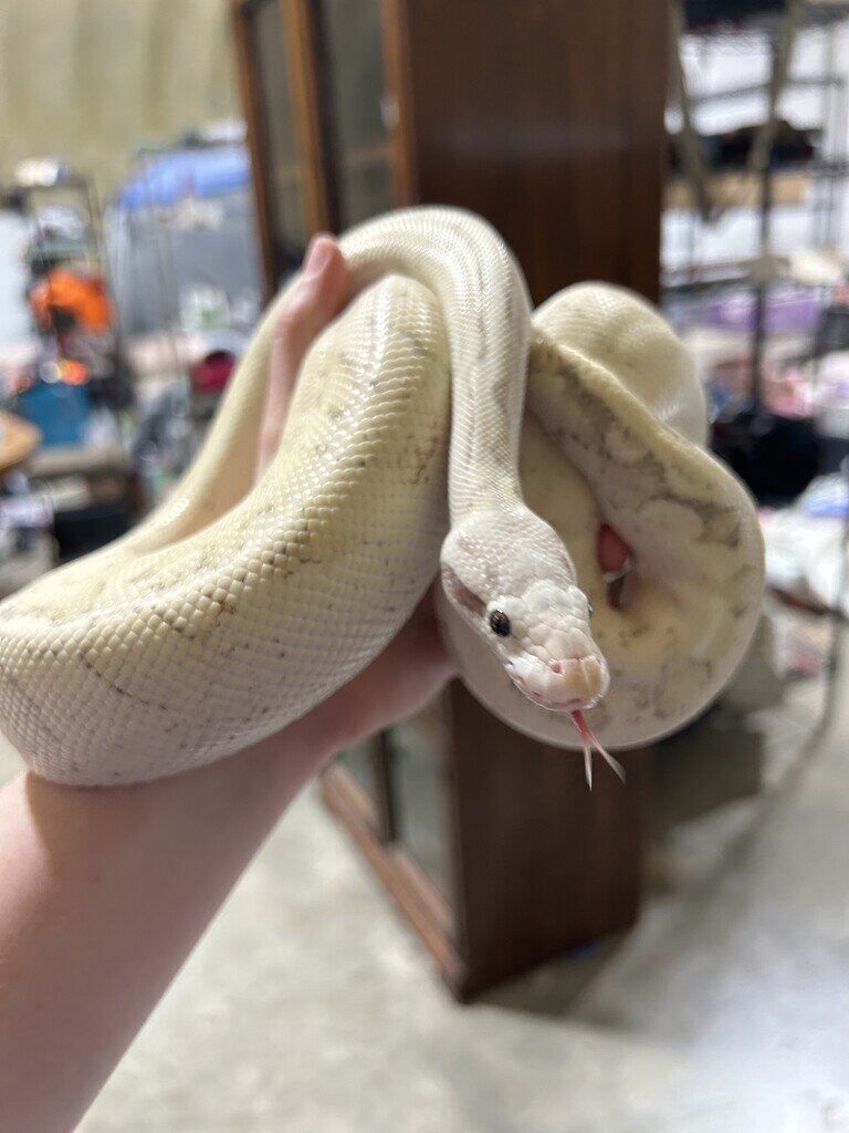 They will eat! - Ball Pythons - MorphMarket Reptile Community