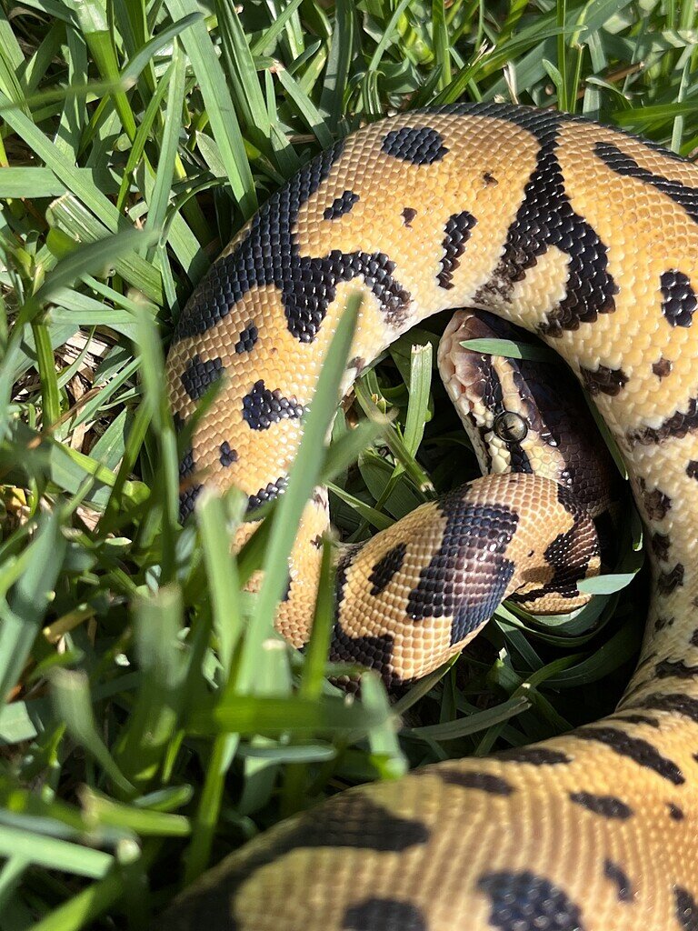 Fun in the sun - Ball Pythons - MorphMarket Reptile Community