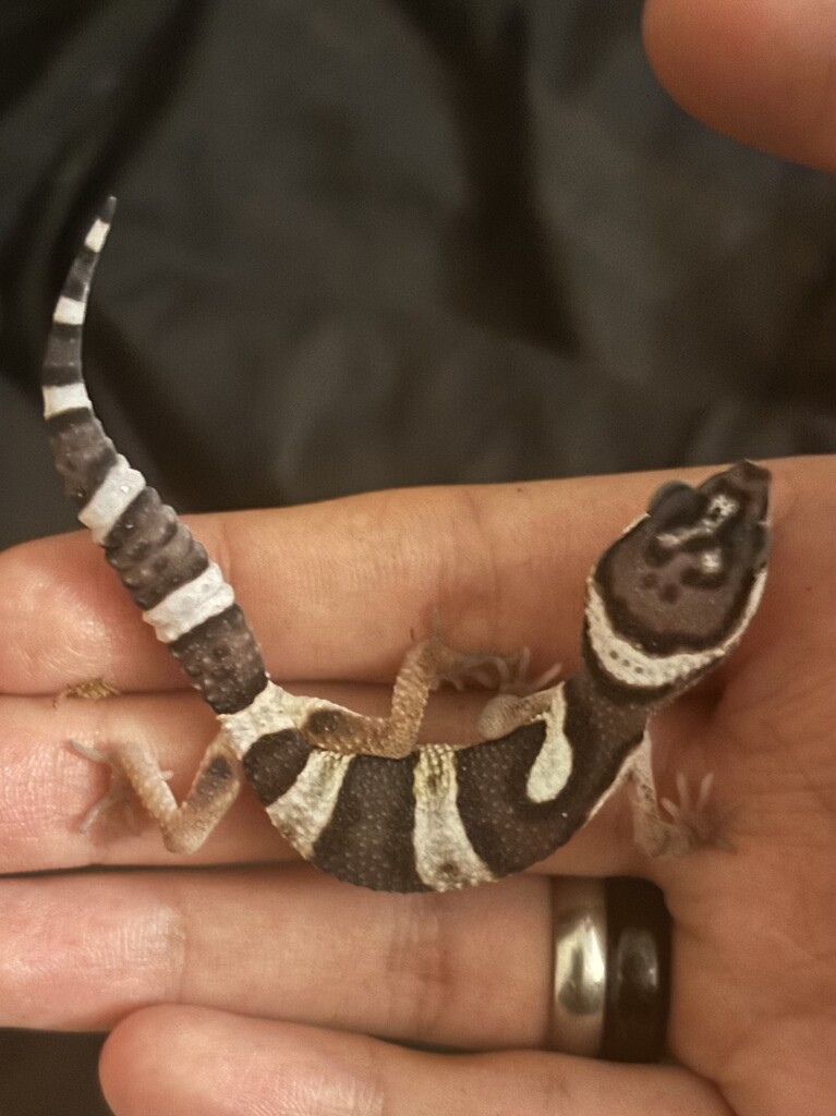 Leopard Gecko Morph ID? - Leopard Geckos - MorphMarket Reptile Community