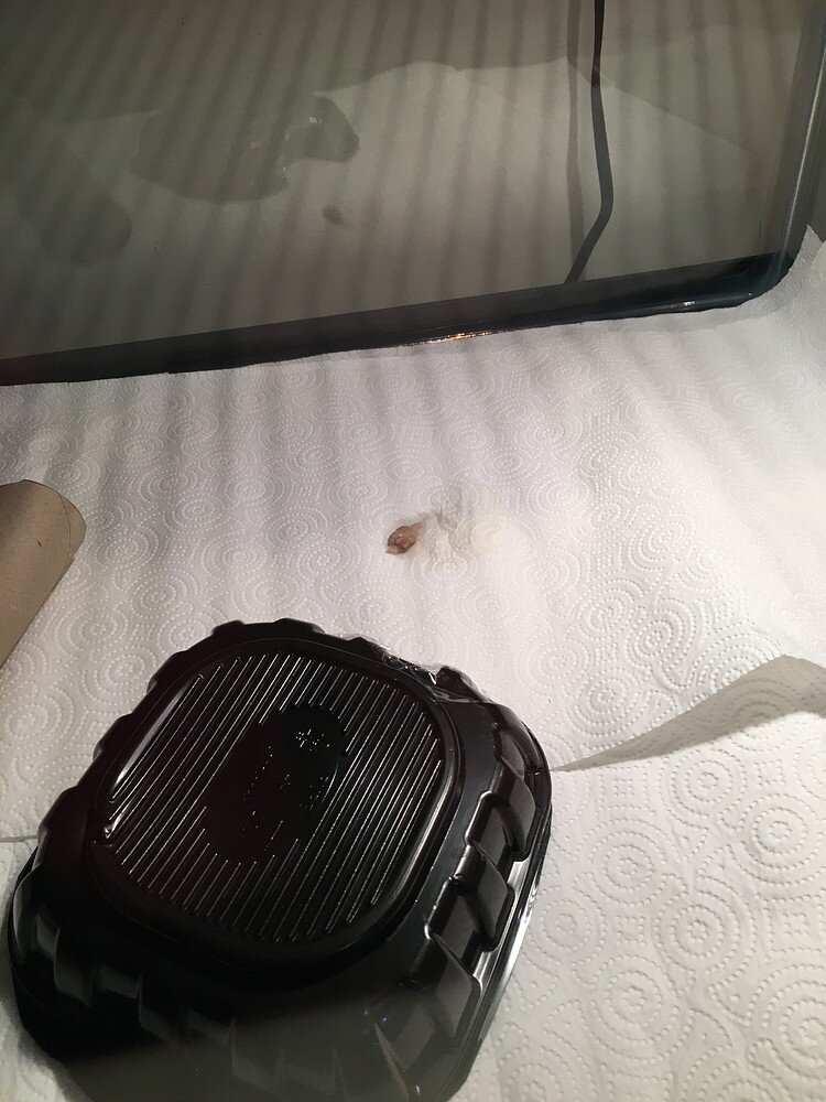 Is this Hognose Snake poop Normal? - Western Hognose - MorphMarket ...