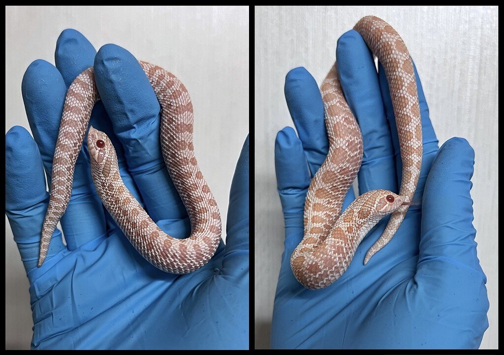Some pink fluffy stuff - Hognose Snakes - MorphMarket Reptile Community