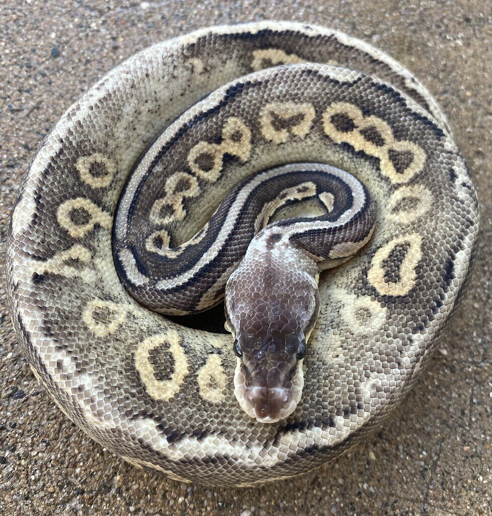 Pewter Gravel variances can be huge! - Ball Pythons - MorphMarket ...