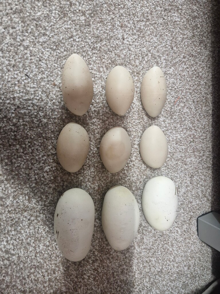 Are these all slugs? - Ball Pythons - MorphMarket Reptile Community