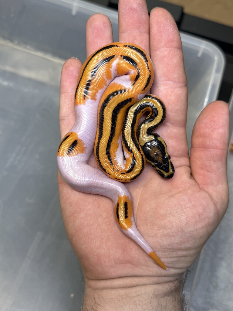 New Babies born this week - Ball Pythons - MorphMarket Reptile Community