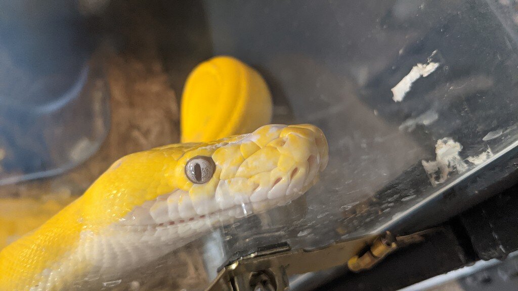Possible abscess? - Reticulated Pythons - MorphMarket Reptile Community