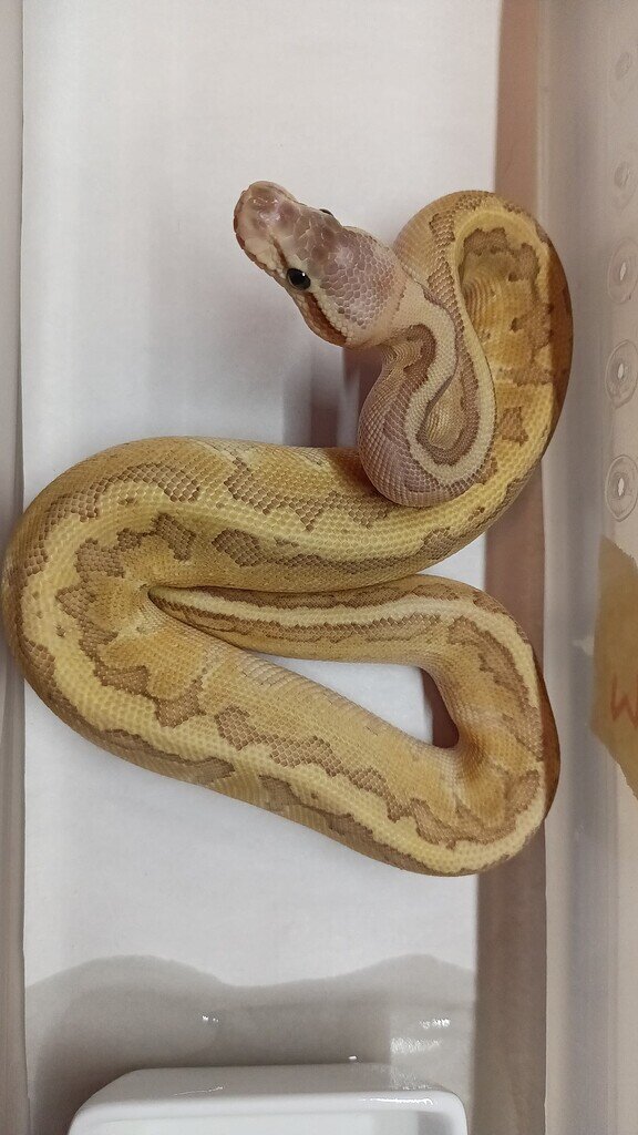 First Clutch Ever- Need Help Identifying PLEASE! - Ball Pythons - MorphMarket Reptile Community