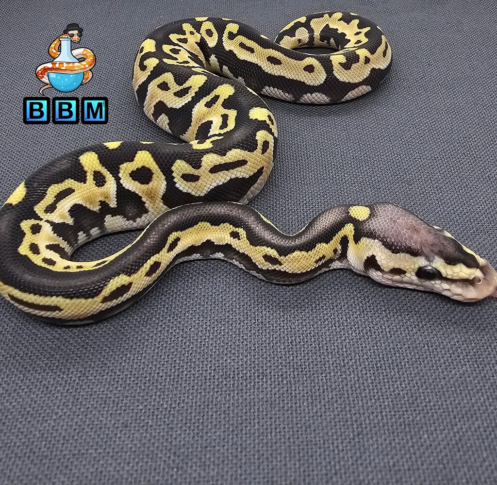 Puzzle has gone Goth - Ball Pythons - MorphMarket Reptile Community