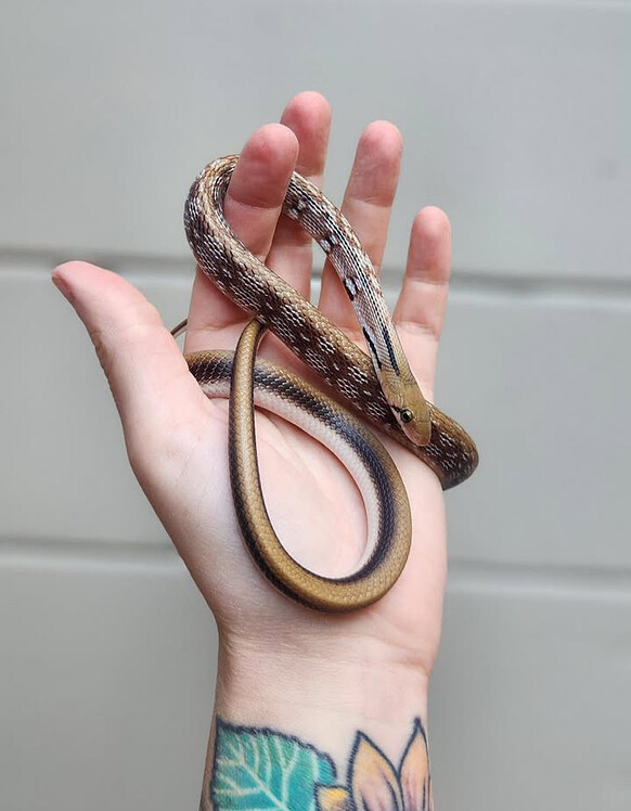 Introducing a Rare Species: Trinket Snakes! New Project - Colubrids ...