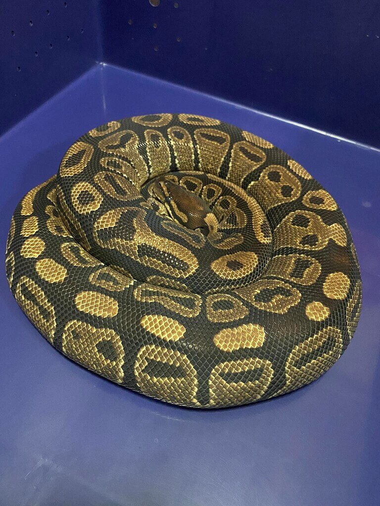 Do you guys think it's normal or something else? - Ball Pythons ...