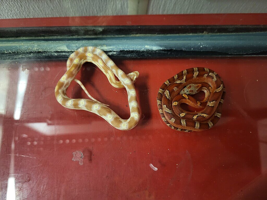 Could I get help identifying these two? - Corn Snakes - MorphMarket ...