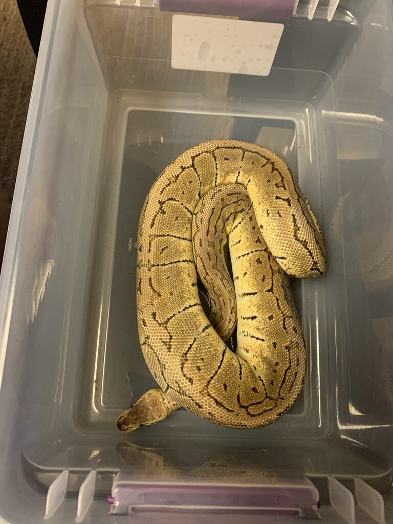 Looking For Opinions - Ball Pythons - MorphMarket Reptile Community