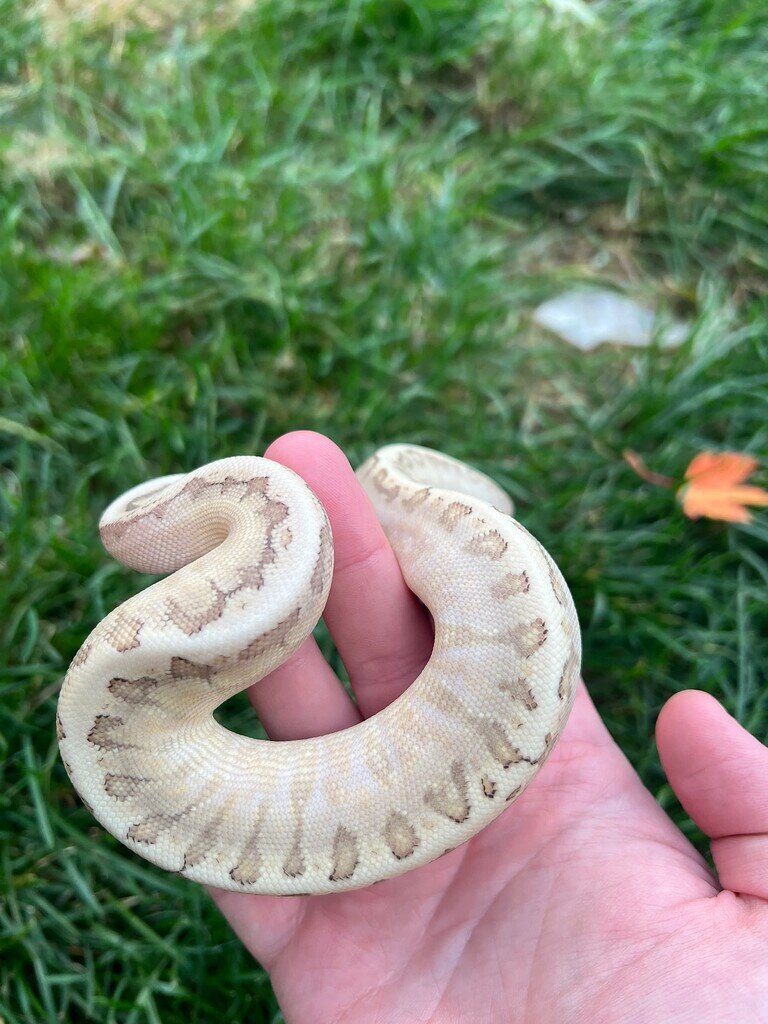 Genetics help for hatchlings - Ball Pythons - MorphMarket Reptile Community