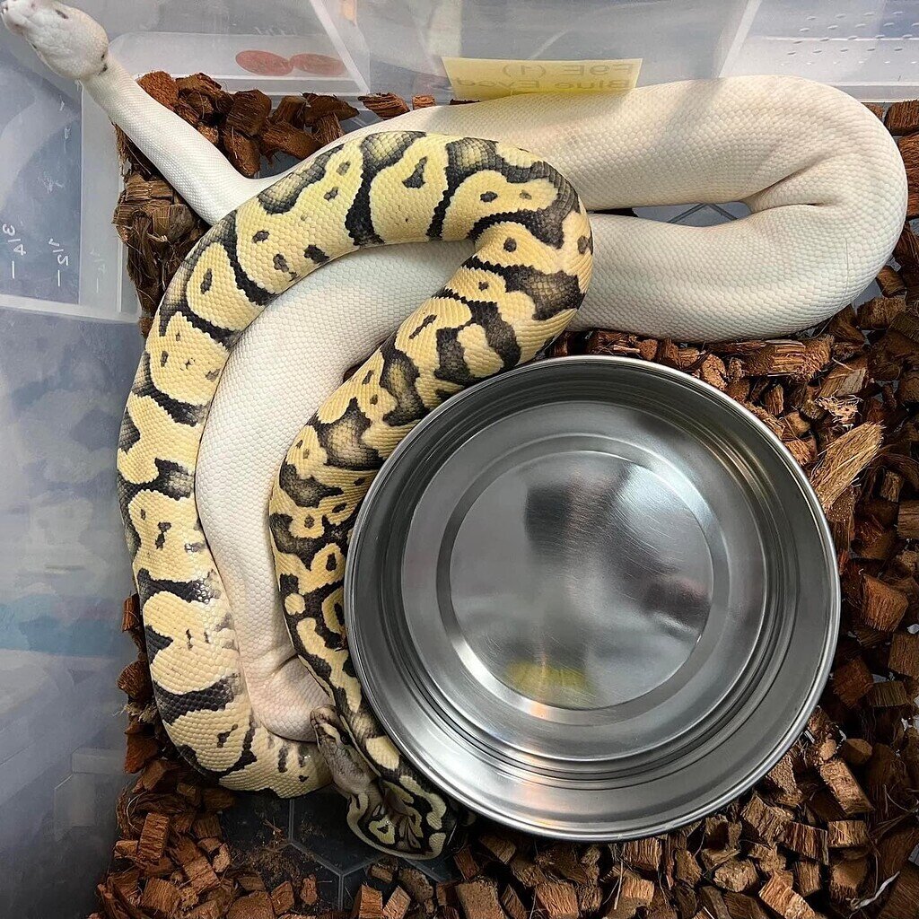 5 eggs from Blue Eyed Desert Ghost - Ball Pythons - MorphMarket Reptile ...