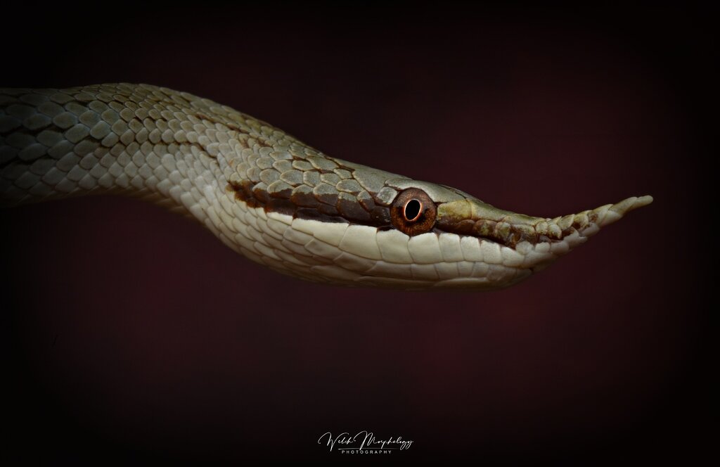 Hey BIG nose! - Other Colubrids - MorphMarket Reptile Community