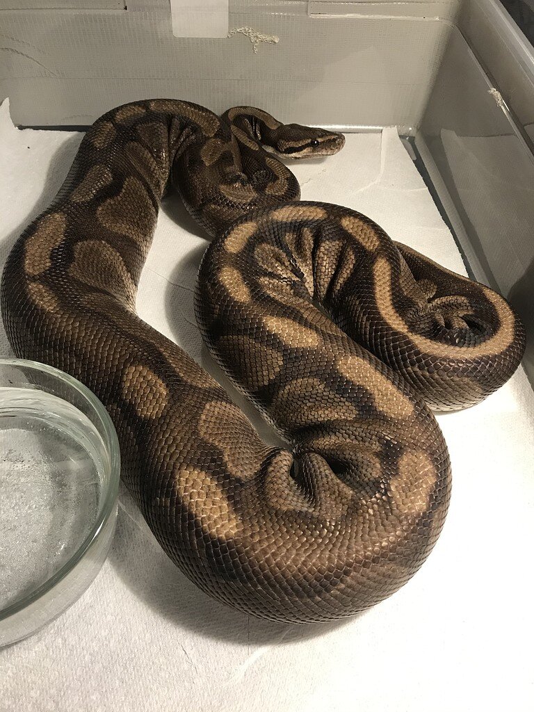 Normal ‘Dinker’ - Ball Pythons - MorphMarket Reptile Community