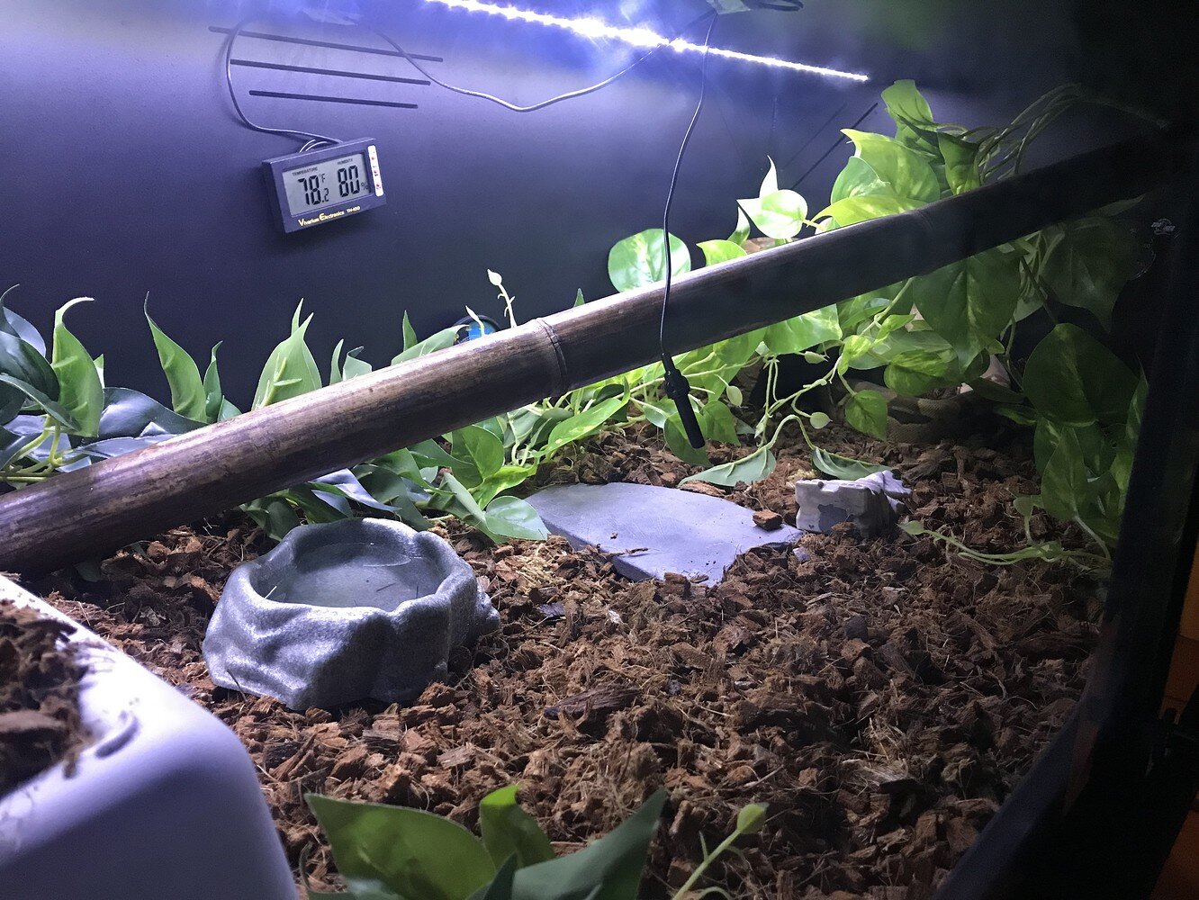 Boa Enclosure Pics and Inspiration - Enclosures & Setups - MorphMarket ...