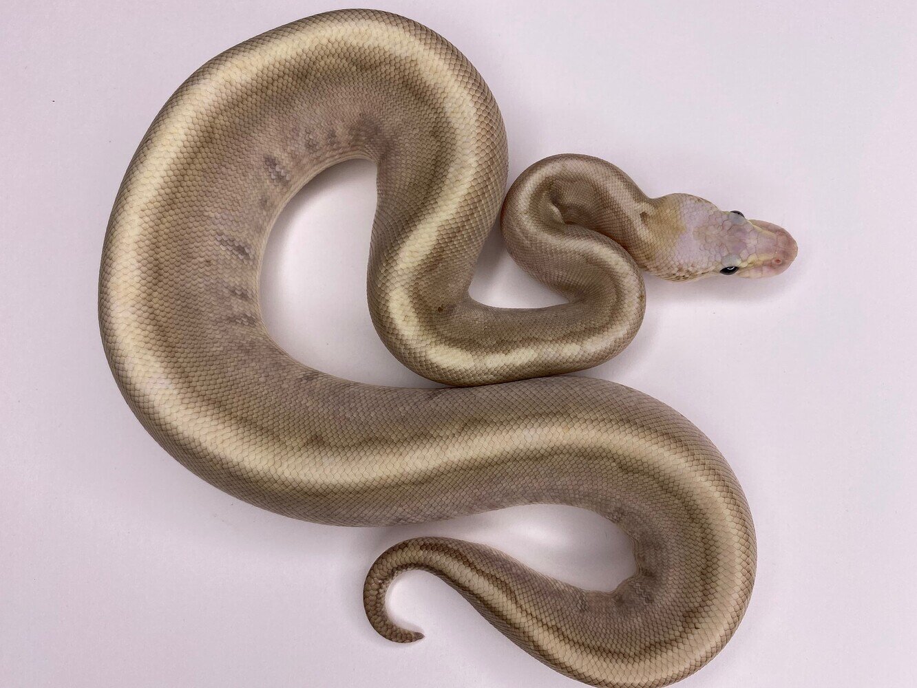 Bamboo Morph Identification Help - Ball Pythons - MorphMarket Reptile ...