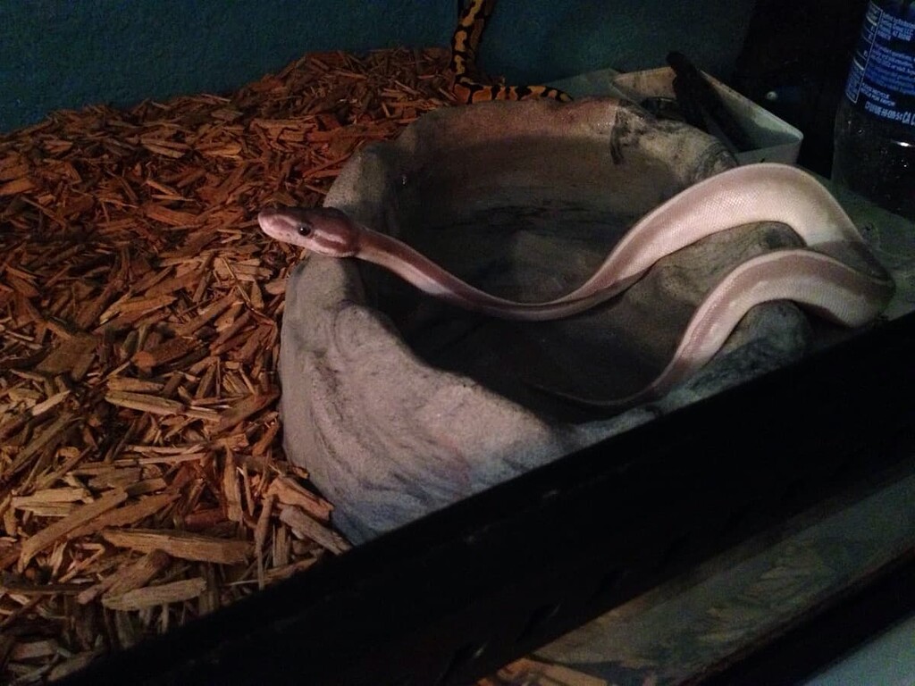 Help Identifing morph - Ball Pythons - MorphMarket Reptile Community