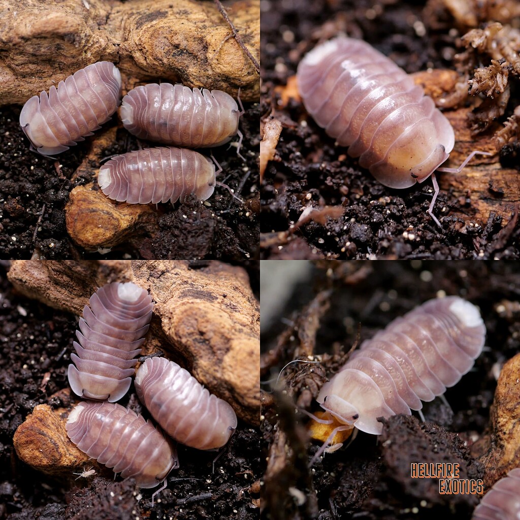 Cubaris sp. Crystal Wall 💎 - Isopods - MorphMarket Reptile Community