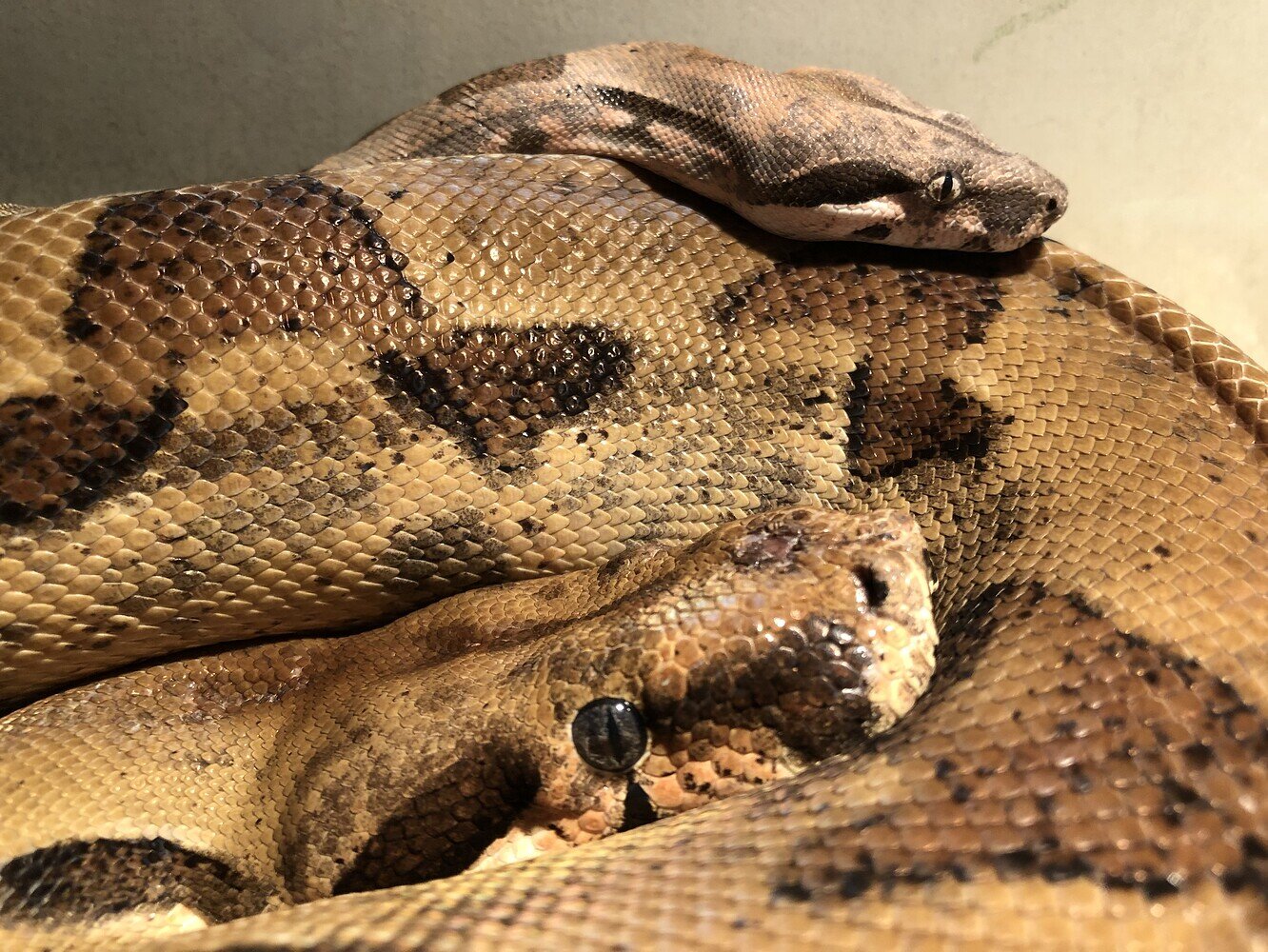 How heavy is an adult female bci? - Boa Constrictors - MorphMarket ...