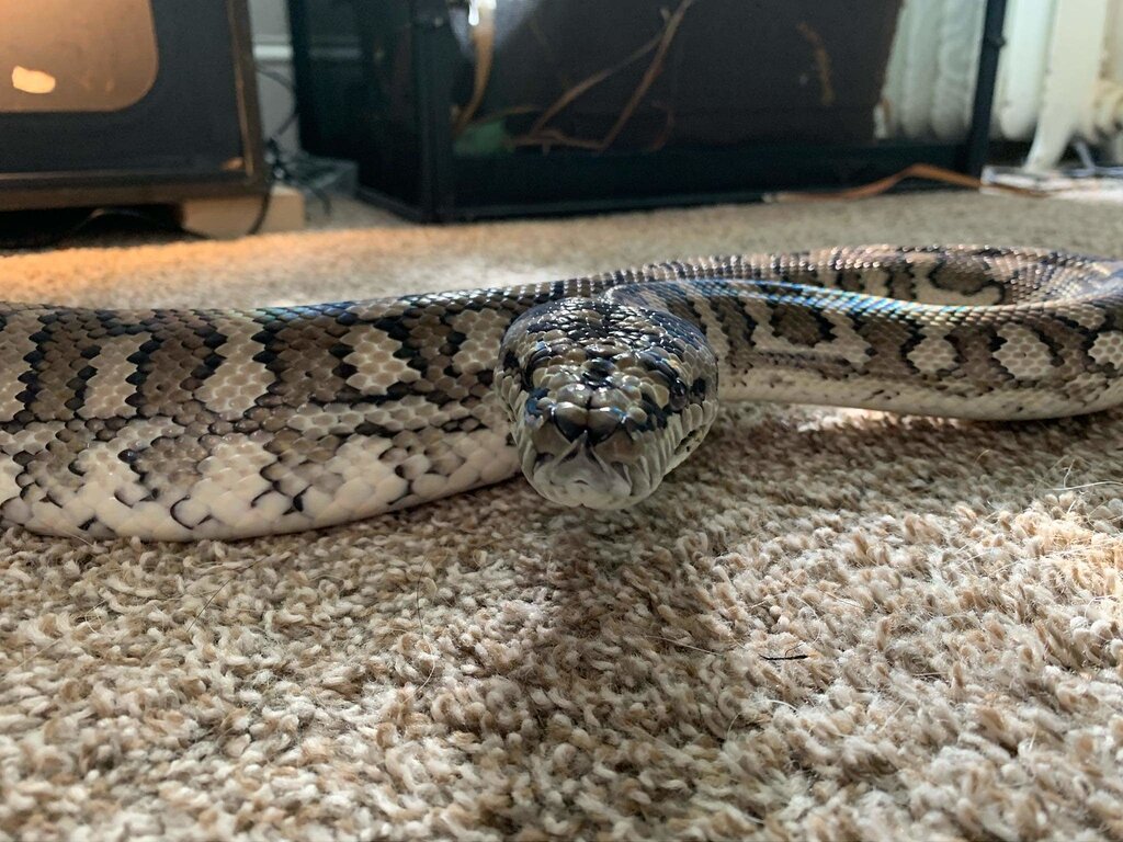 Picking Up Rescue, Morph Help? - Carpet Pythons - MorphMarket Reptile ...