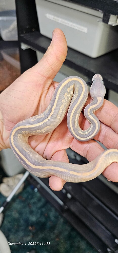 Shocked to have hatched truly purple snakes! - Ball Pythons ...
