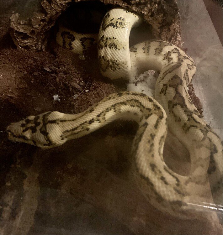 Help needed to identify pythons - Carpet Pythons - MorphMarket Reptile ...