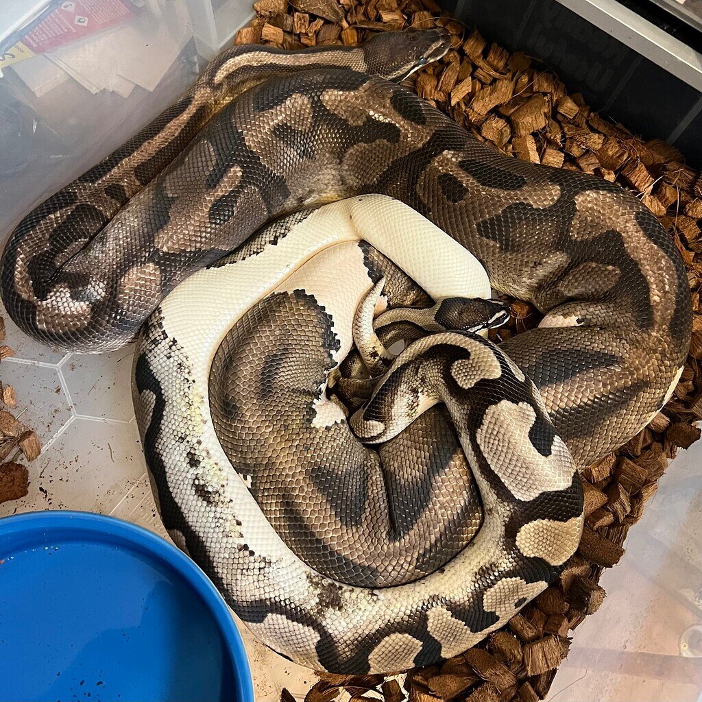 More tangled Lovin 😍 - Ball Pythons - MorphMarket Reptile Community