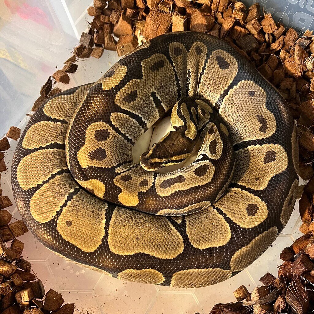 Possible tornado warning 🌪 - Ball Pythons - MorphMarket Reptile Community