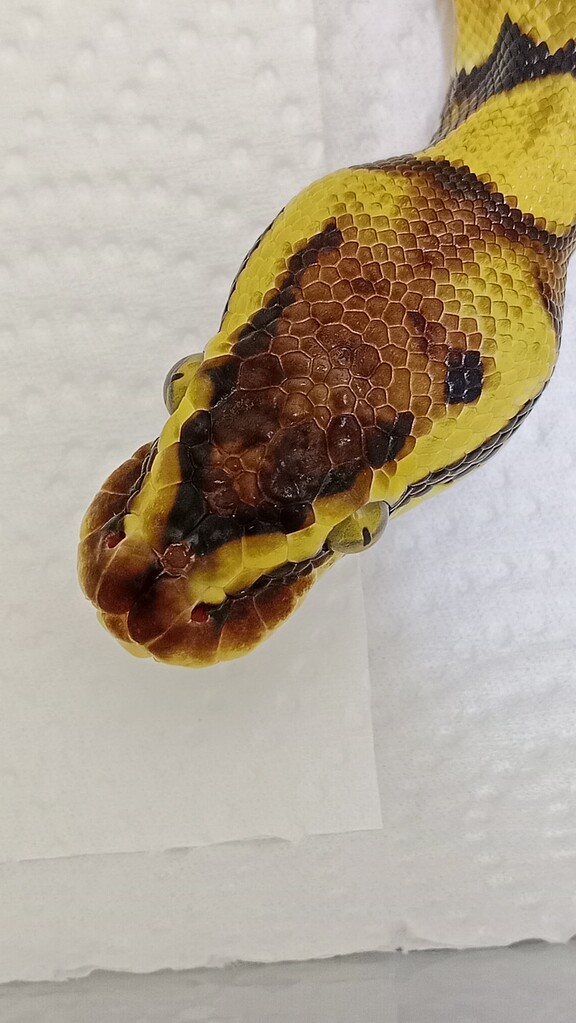 Male Ball Python Pushing - Ball Pythons - MorphMarket Reptile Community