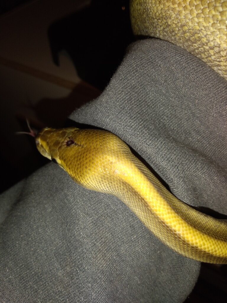 Help! Bad Head Rub! - Ball Pythons - MorphMarket Reptile Community