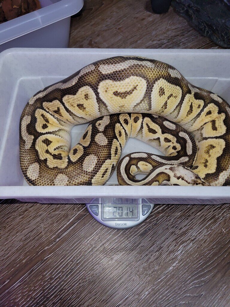 Gene identification help - Ball Pythons - MorphMarket Reptile Community