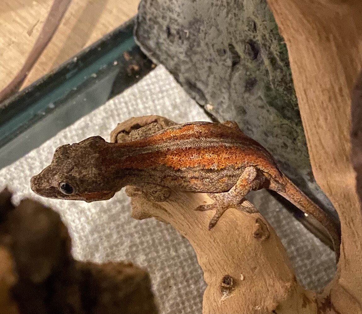 Show off your Gargoyles 🦎 - Gargoyle Geckos - MorphMarket Reptile Community