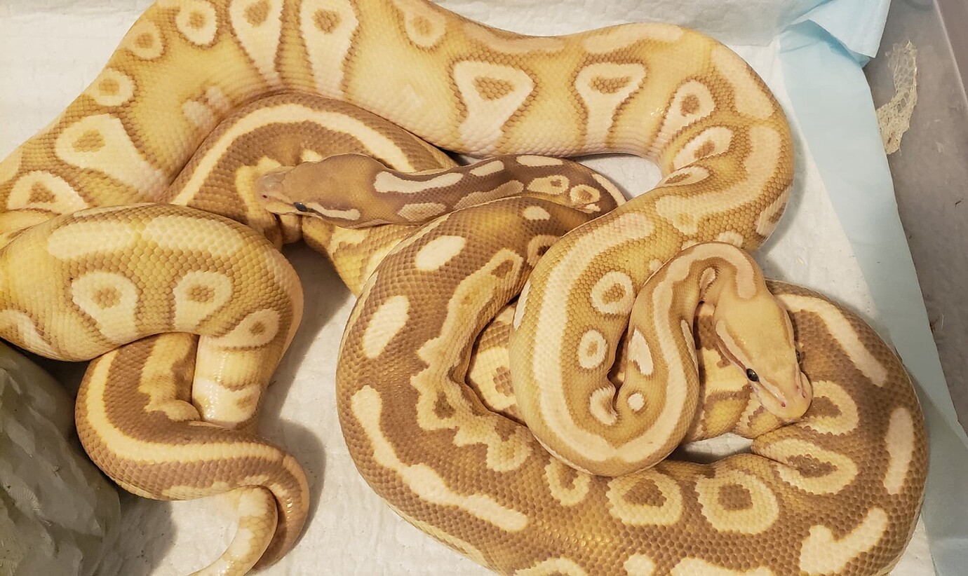 BP pairing update, pre lay shed? - Ball Pythons - MorphMarket Reptile ...