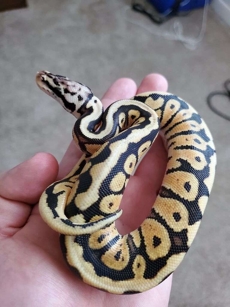Possible Red Stripe ID - Ball Pythons - MorphMarket Reptile Community