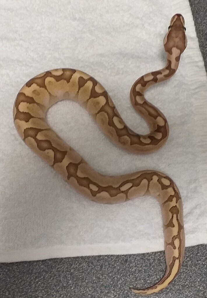 Bamboo ID help - Ball Pythons - MorphMarket Reptile Community