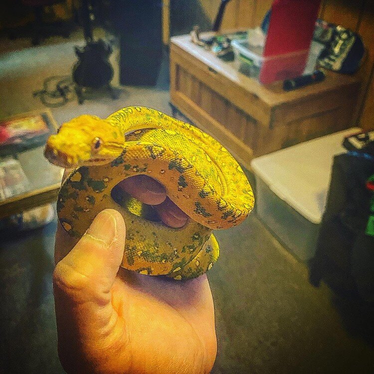 Any small and friendly arboreal snakes? - All Reptiles - MorphMarket ...