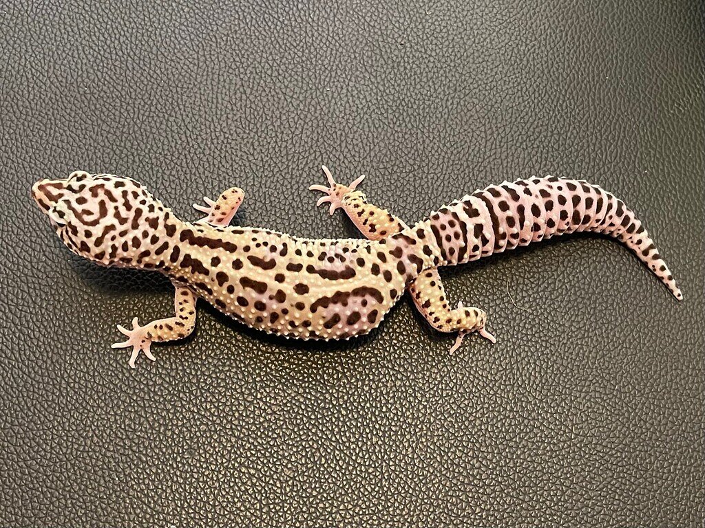 Albey Snow Dominant & Line-bred [DONE] - Genetics & Species ...