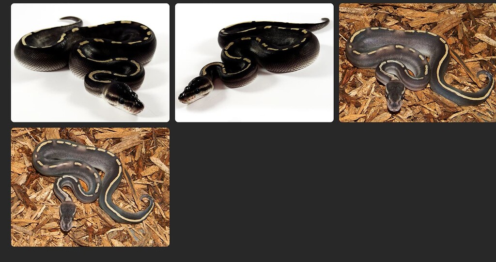 Difference, which would be a better combo? - Ball Pythons - MorphMarket ...