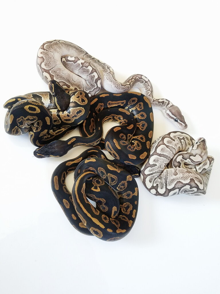 Any ideas on the unexpected result of this clutch? - Ball Pythons ...