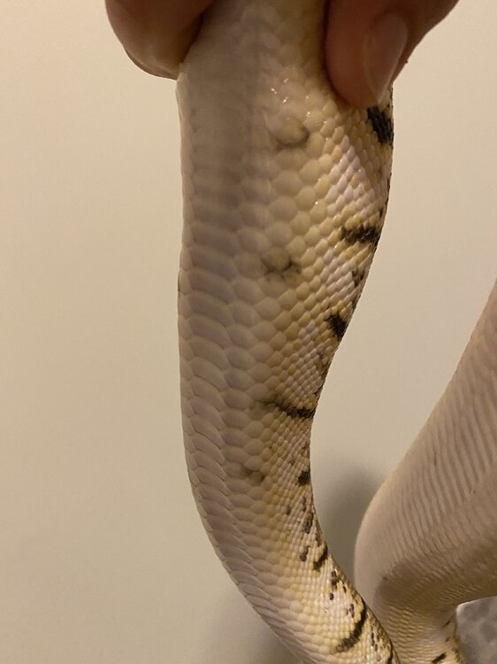 Does My Ball Python Have Scale Rot? - Ball Pythons - MorphMarket ...