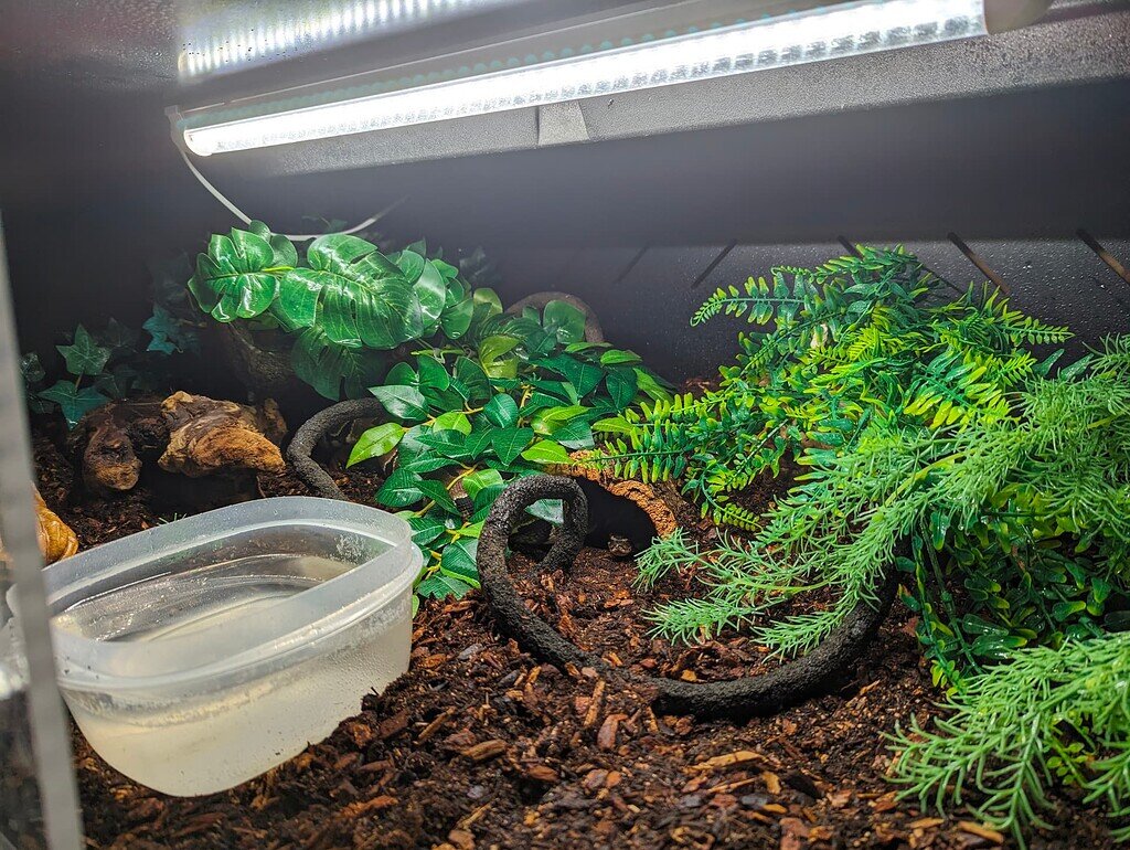 Let's play spot the Ball Python! - Ball Pythons - MorphMarket Reptile ...