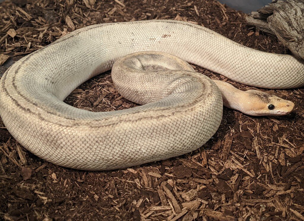 She's just Spooky... Morph ID & Discussion on Ball Pythons with Neuro ...