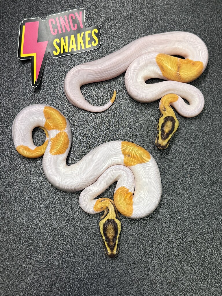 New babies / first shed - Ball Pythons - MorphMarket Reptile Community